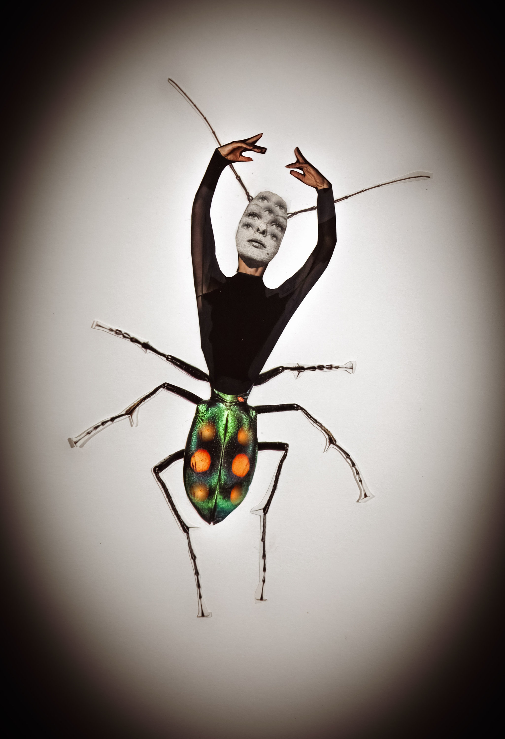 Collage - Collage Art - Portrait Art - Spider Art - Spider - Fine Art ...