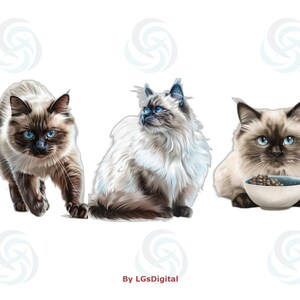 196 Birman Clipart | Realistic Clipart | Transparent Background ...