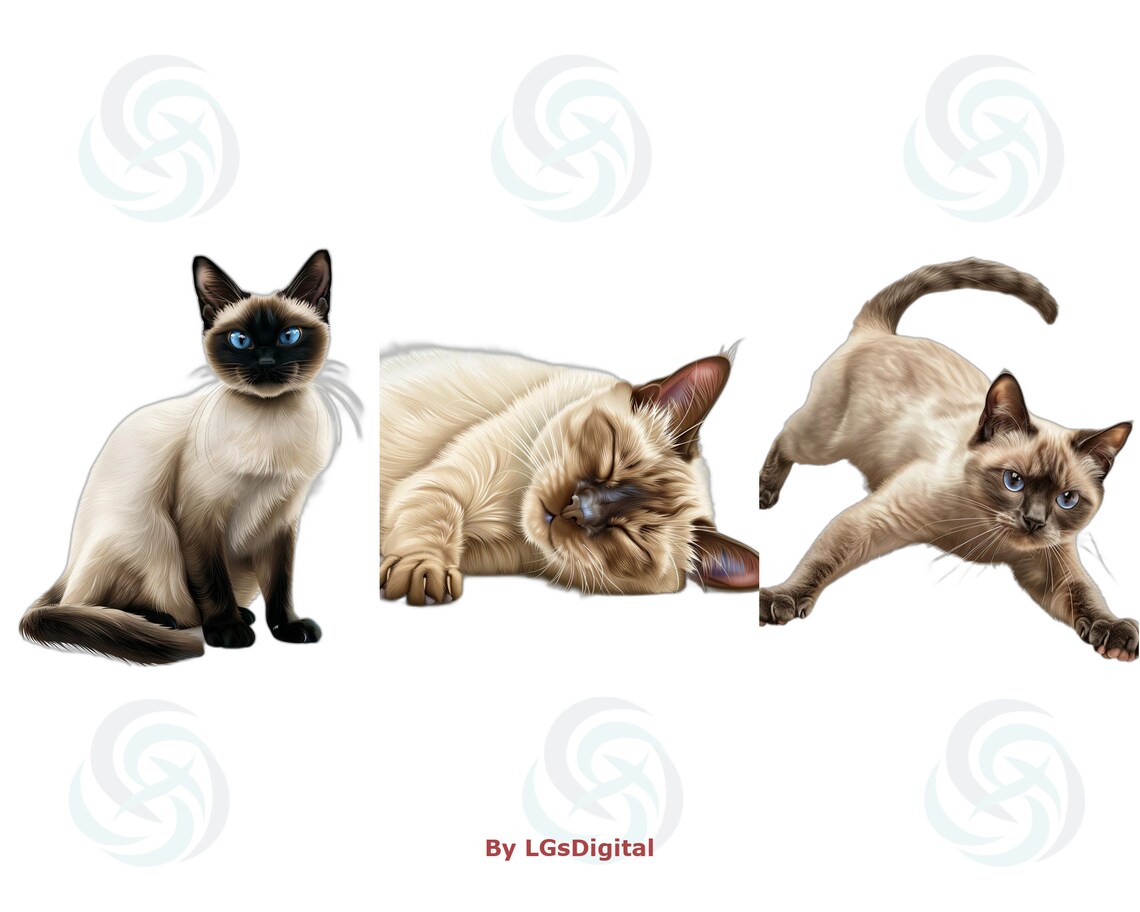 196 Siamese Clipart Realistic Clipart Transparent Background Digital ...