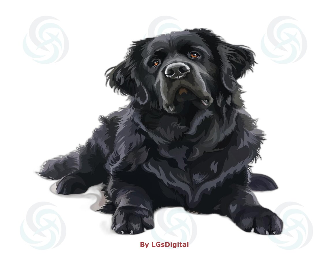 200 Newfoundland Clipart | Realistic Clipart | Transparent Background ...
