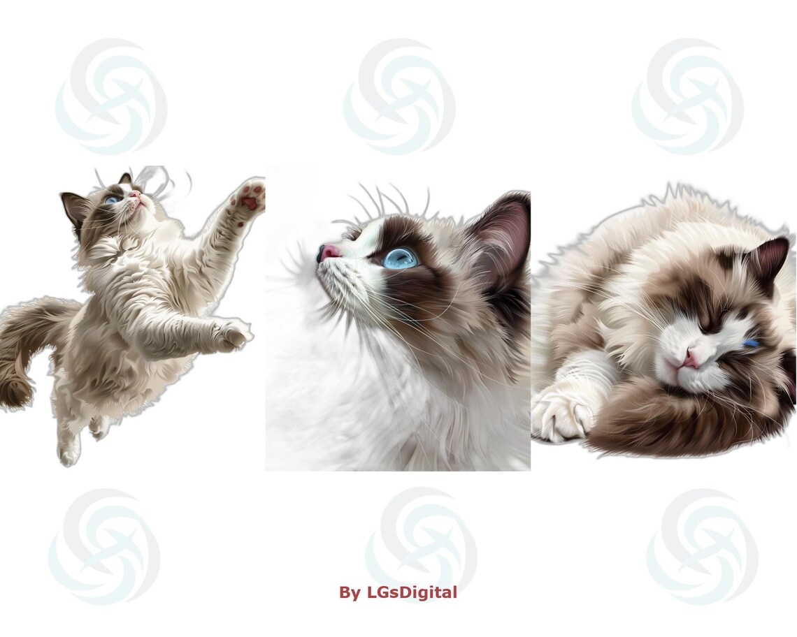 196 Ragdoll Clipart Realistic Clipart Transparent Background Digital ...