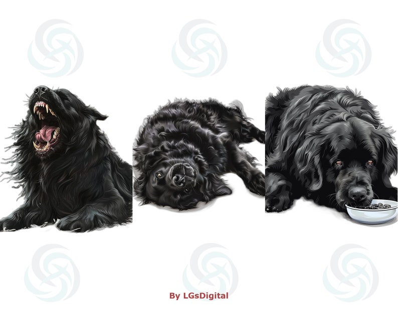 200 Newfoundland Clipart | Realistic Clipart | Transparent Background ...