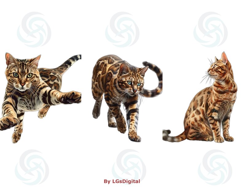 188 Bengal Clipart | Realistic Clipart | Transparent Background ...