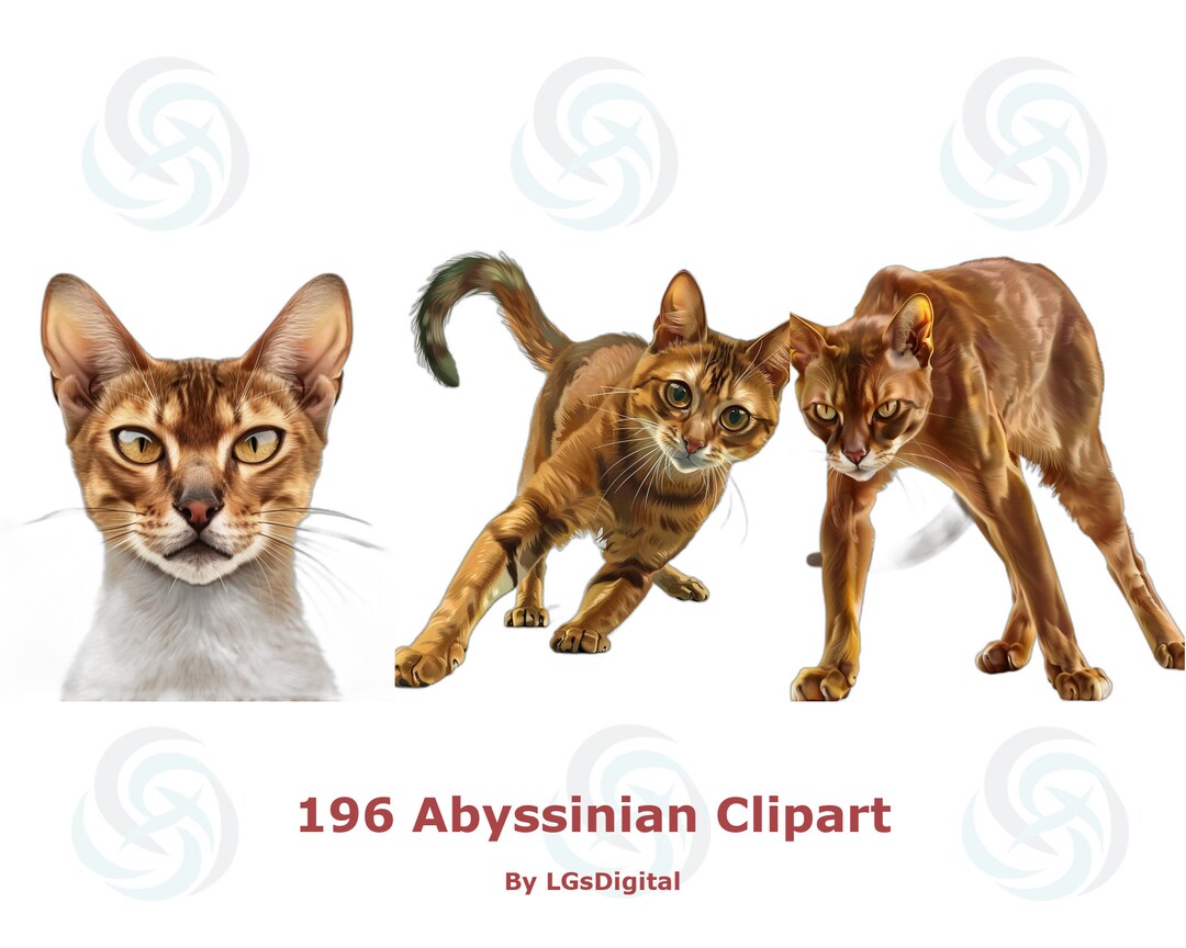 196 Abyssinian Clipart | Realistic Clipart | Transparent Background ...