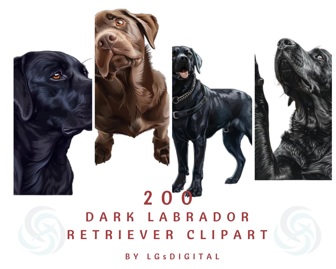 200 Dark Labrador Retriever Clipart | Realistic Clipart | Transparent ...