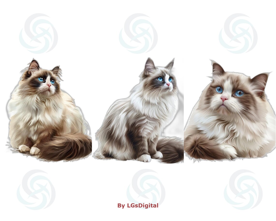 196 Ragdoll Clipart Realistic Clipart Transparent Background Digital ...