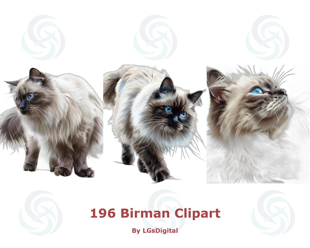 196 Birman Clipart | Realistic Clipart | Transparent Background ...