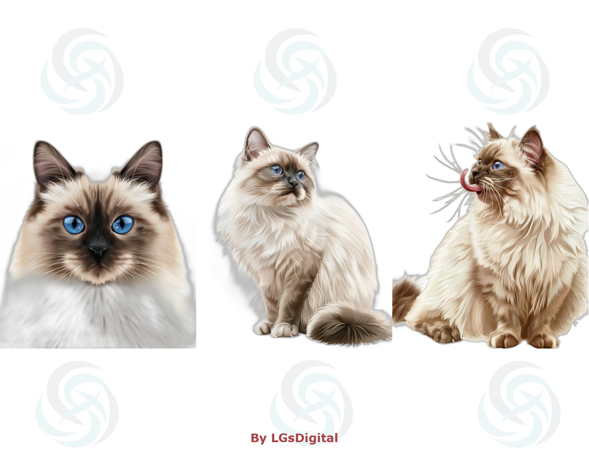 196 Birman Clipart Realistic Clipart Transparent Background Digital ...