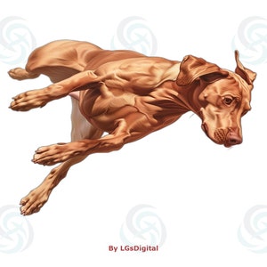200 Vizsla Clipart | Realistic Clipart | Transparent Background ...