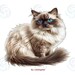 196 Birman Clipart | Realistic Clipart | Transparent Background ...