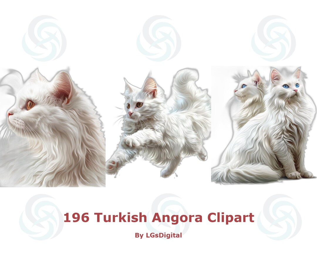 196 Turkish Angora Clipart | Realistic Clipart | Transparent Background ...