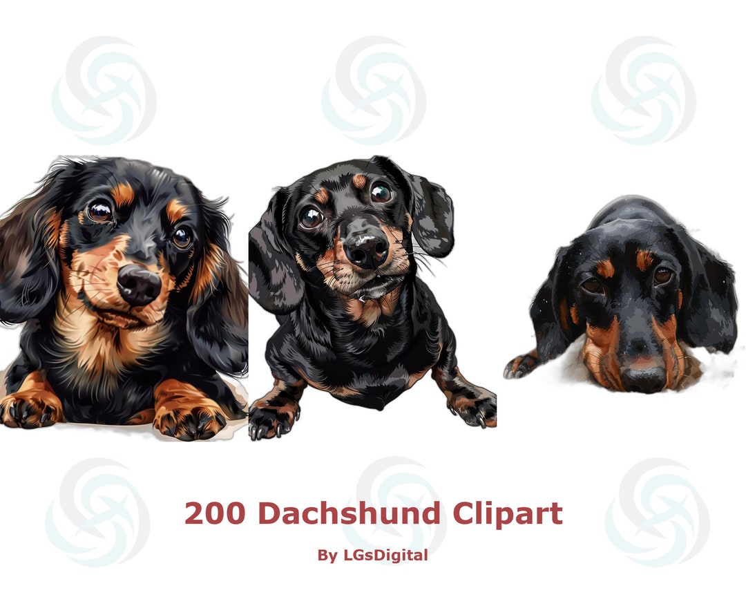 200 Dachshund Clipart | Realistic Clipart | Transparent Background ...