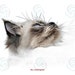 196 Birman Clipart | Realistic Clipart | Transparent Background ...