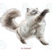 196 Birman Clipart | Realistic Clipart | Transparent Background ...