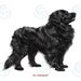 200 Newfoundland Clipart | Realistic Clipart | Transparent Background ...