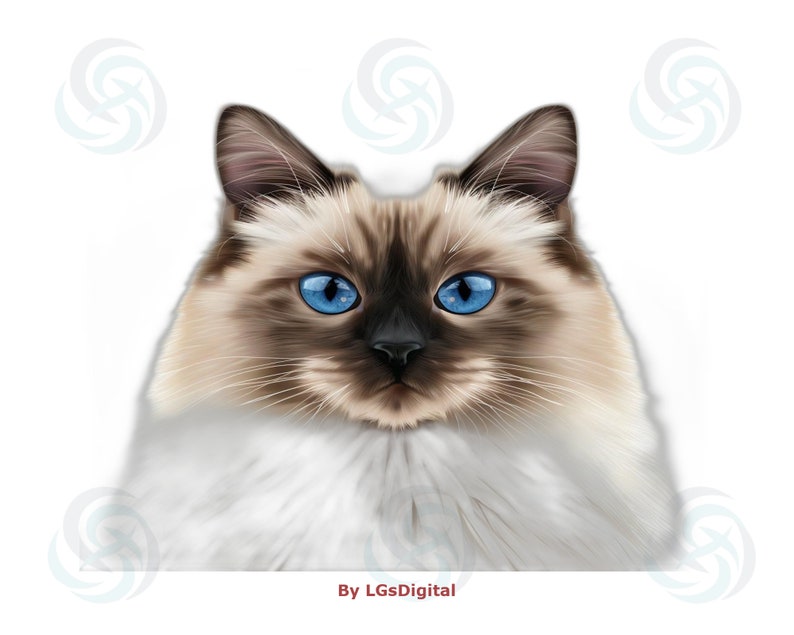 196 Birman Clipart Realistic Clipart Transparent Background Digital ...