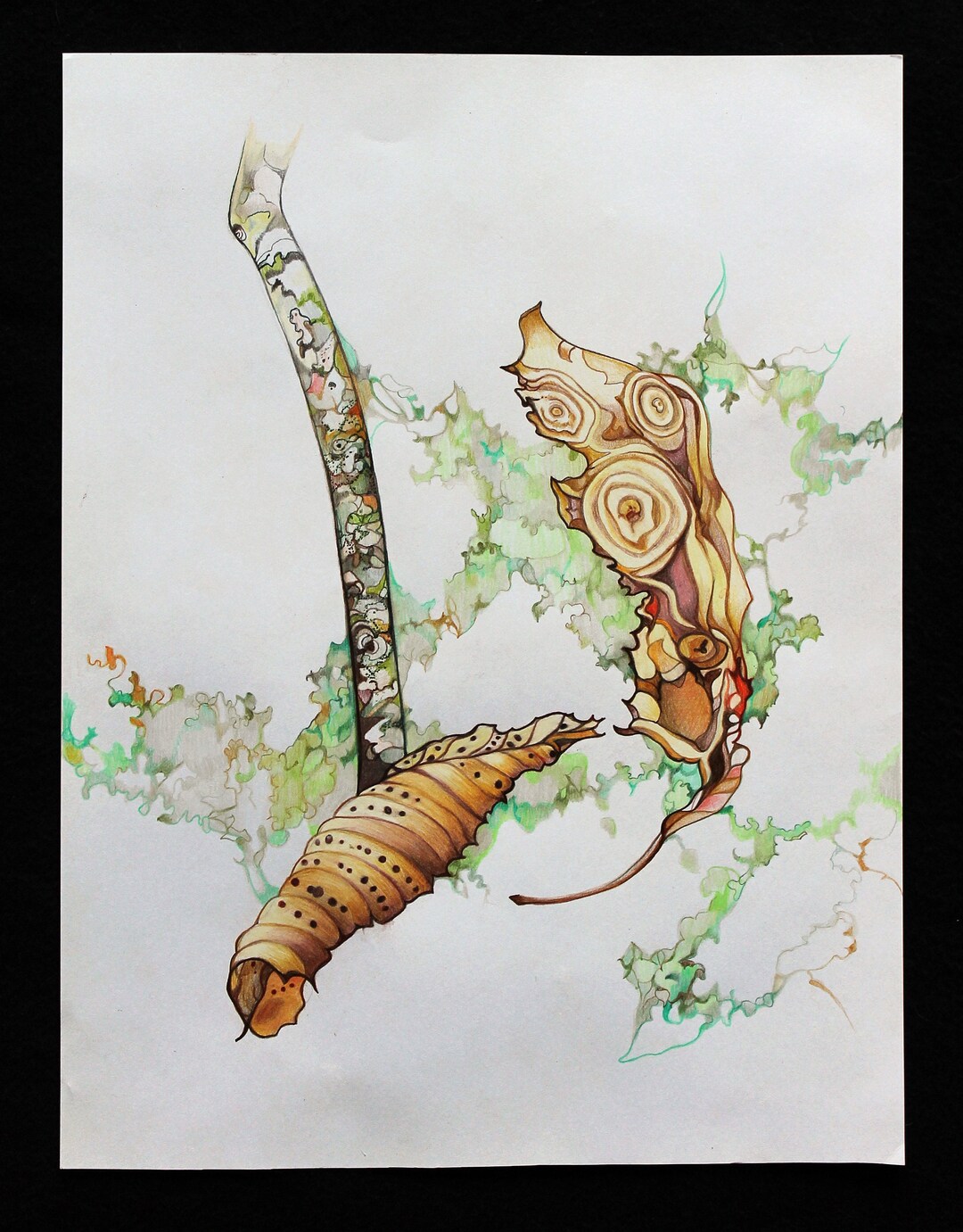 Original Colored Pencil Drawing on Paper - 8.5" X 11" - Nature Inspired ...