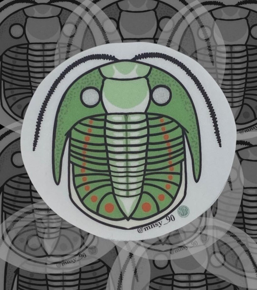 Bathyurus Trilobite 2.5” - Etsy