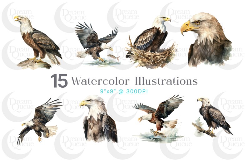 Watercolor Bald Eagle Clipart, Digital Graphics for Commercial Use ...