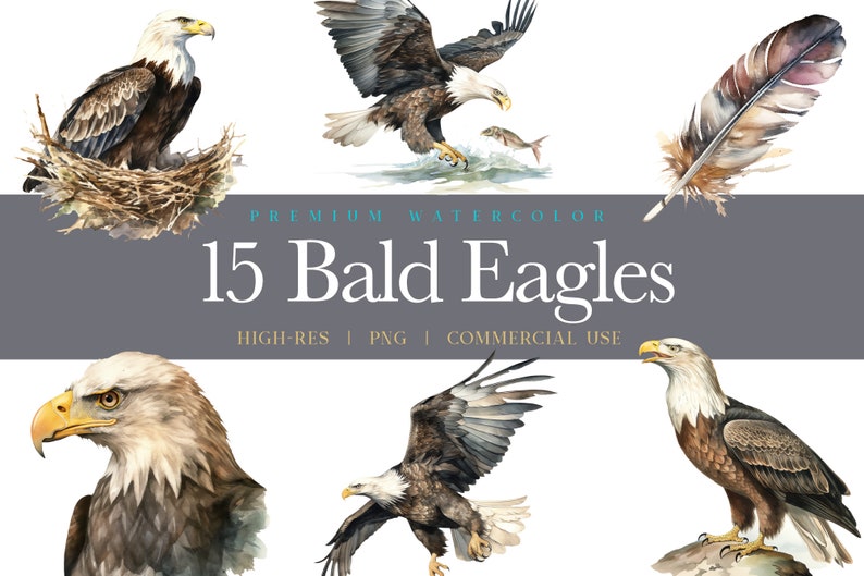 Watercolor Bald Eagle Clipart, Digital Graphics for Commercial Use ...
