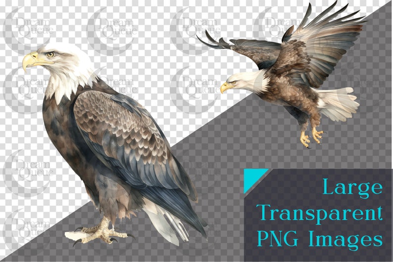 Watercolor Bald Eagle Clipart, Digital Graphics for Commercial Use ...