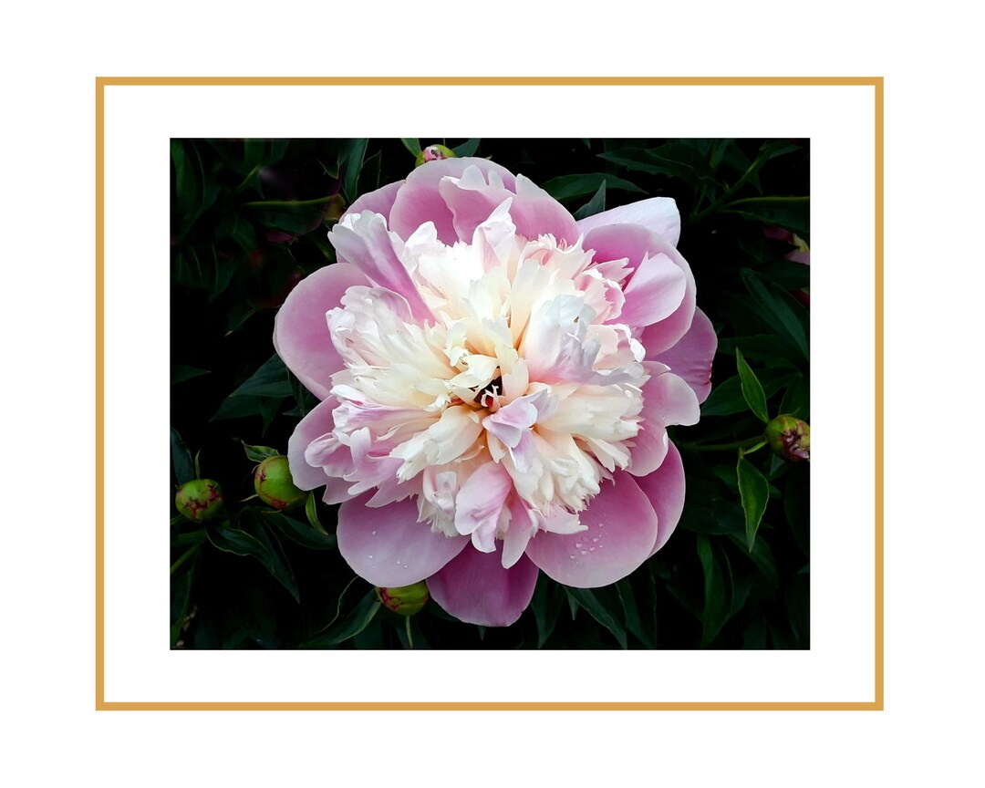 Flower Photo Prints - Flower Photo Art Prints - Flower Wall Art ...