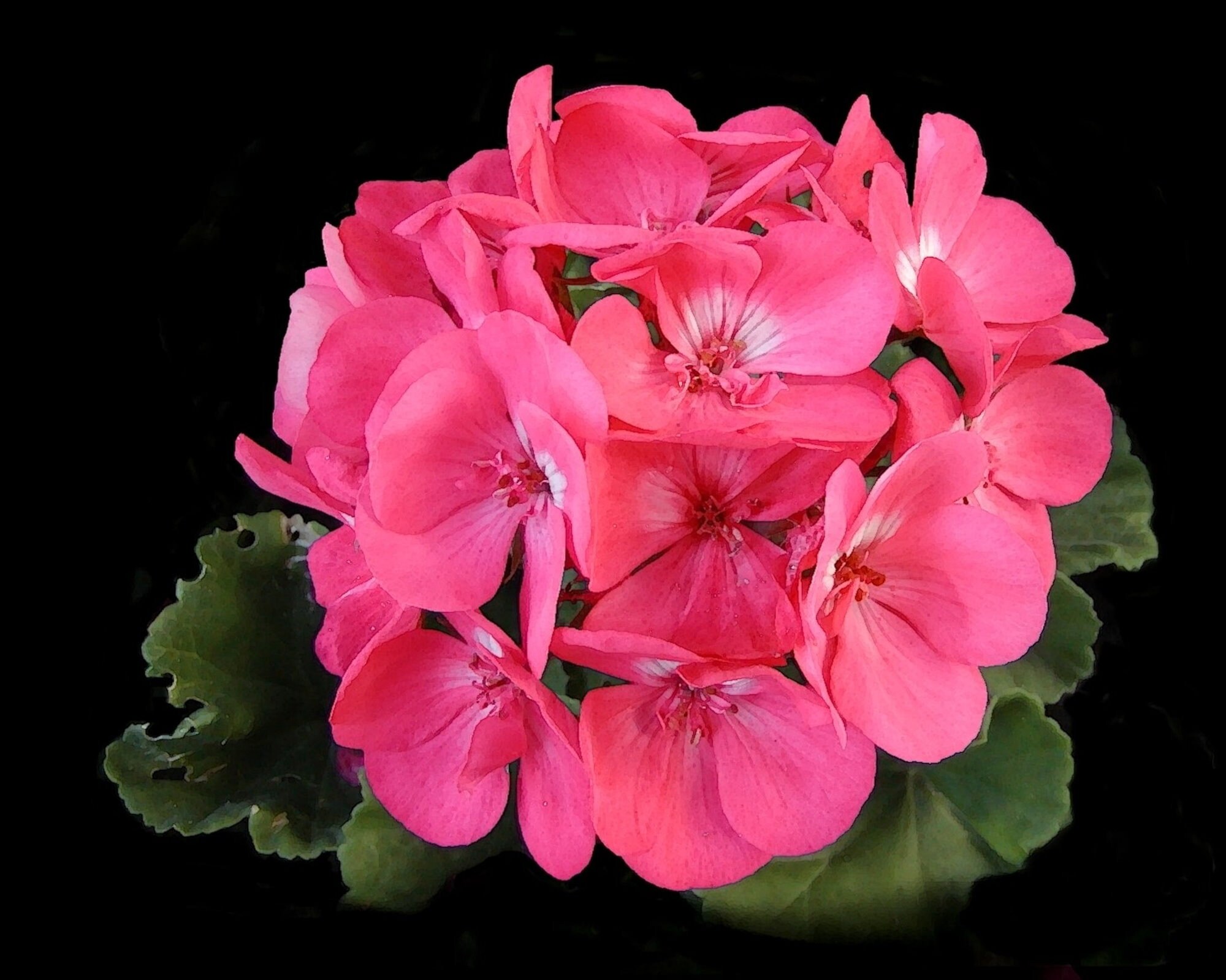 Flower Photo Greeting Cards - Flower Photo Note Cards - Photo Art Cards ...