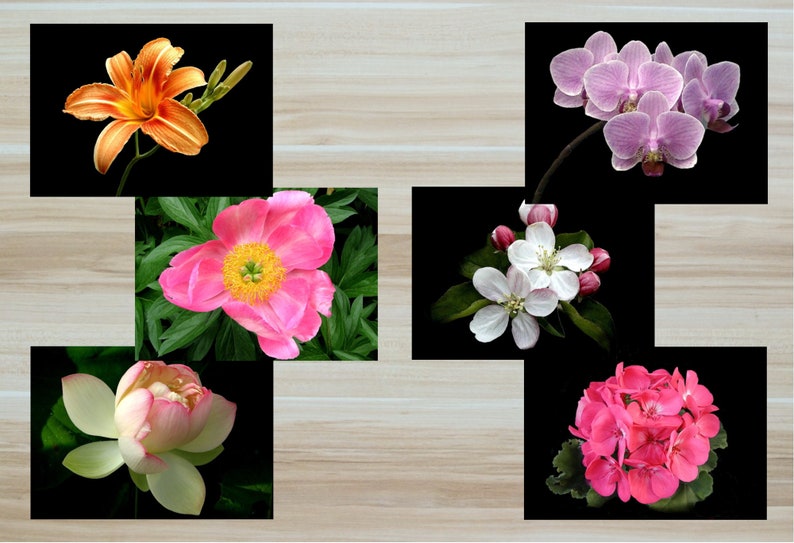 Flower Photo Greeting Cards - Flower Photo Note Cards - Photo Art Cards ...