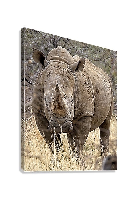 Rhinoceros, Wall Art Print, African Animal Picture - Etsy