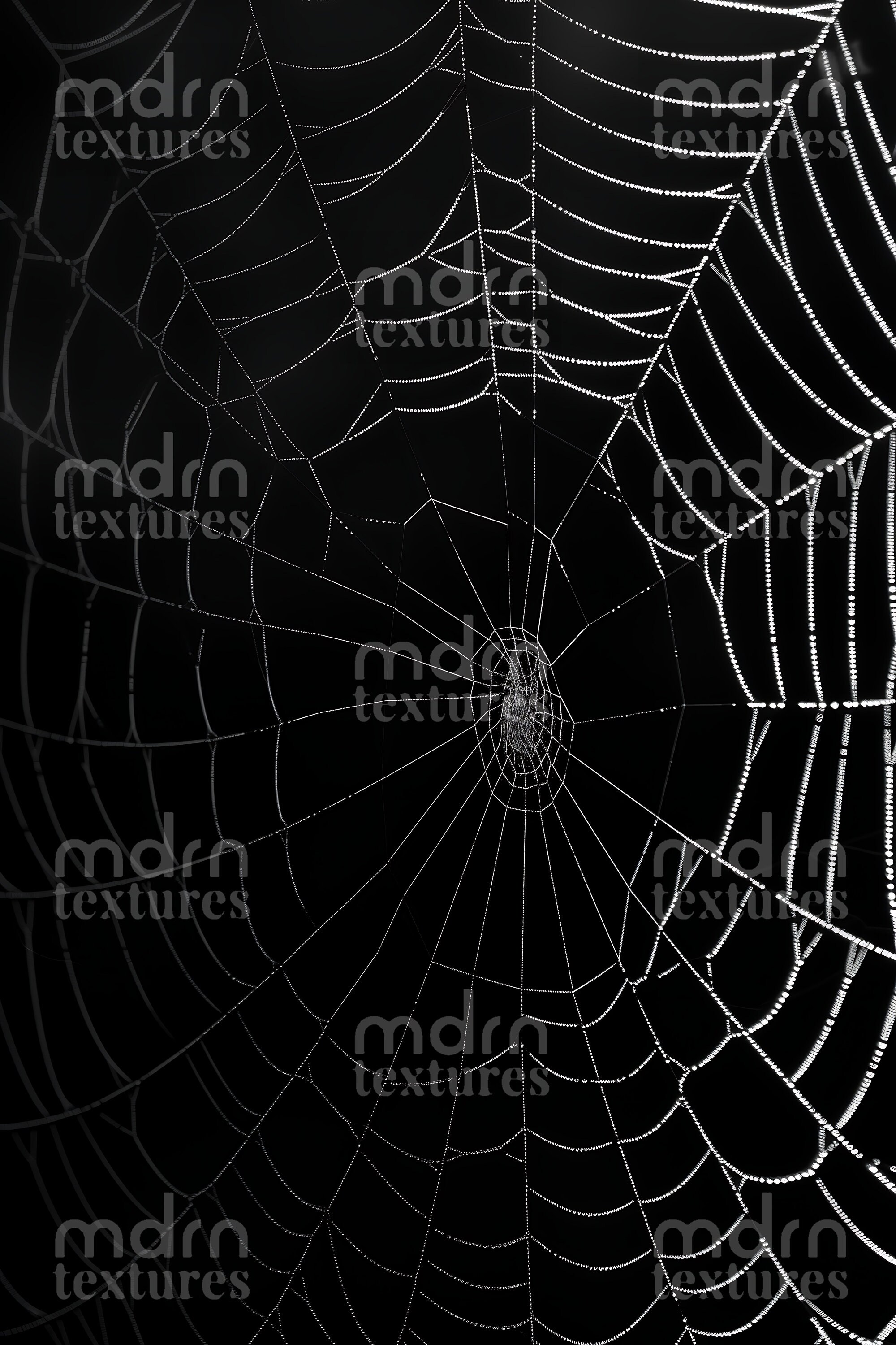 Cobwebs and Spiderweb Textures | Digital Paper for Backgrounds ...