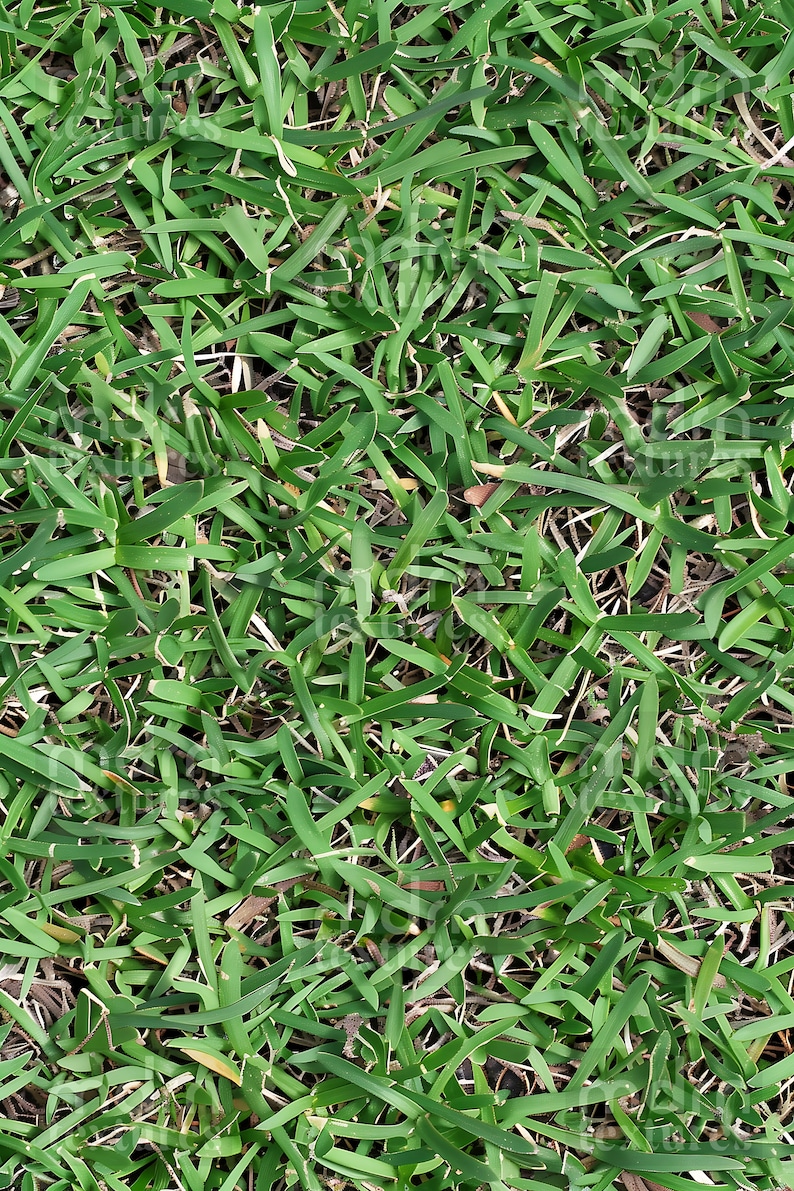 Grass Textures | Digital Paper for Backgrounds, Overlays, Photo Editing ...