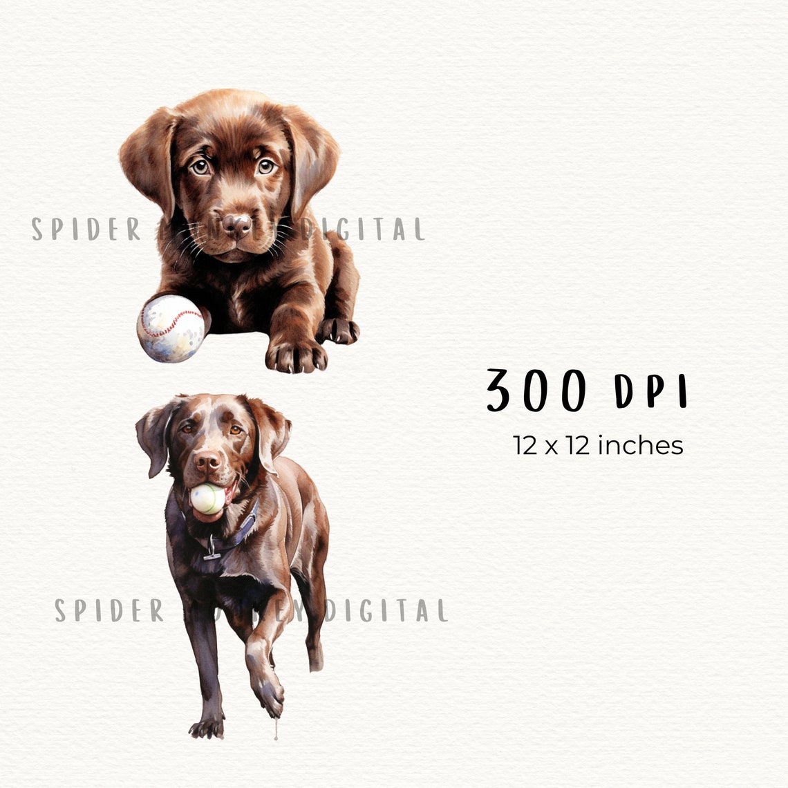 Chocolate Labrador Watercolor Clipart Bundle Chocolate Lab Illustration ...