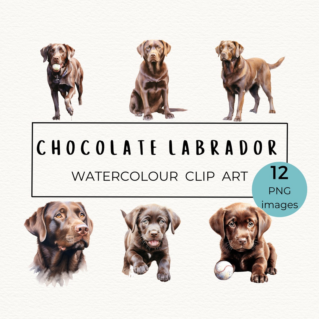 Chocolate Labrador Watercolor Clipart Bundle Chocolate Lab Illustration ...