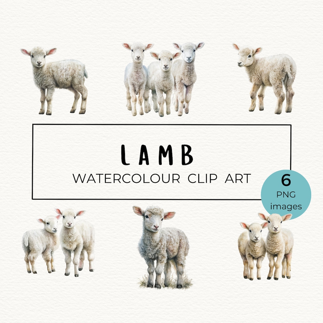 6 X Lamb Illustration Spring Lambs Clipart Watercolour Art 300 DPI Pngs ...