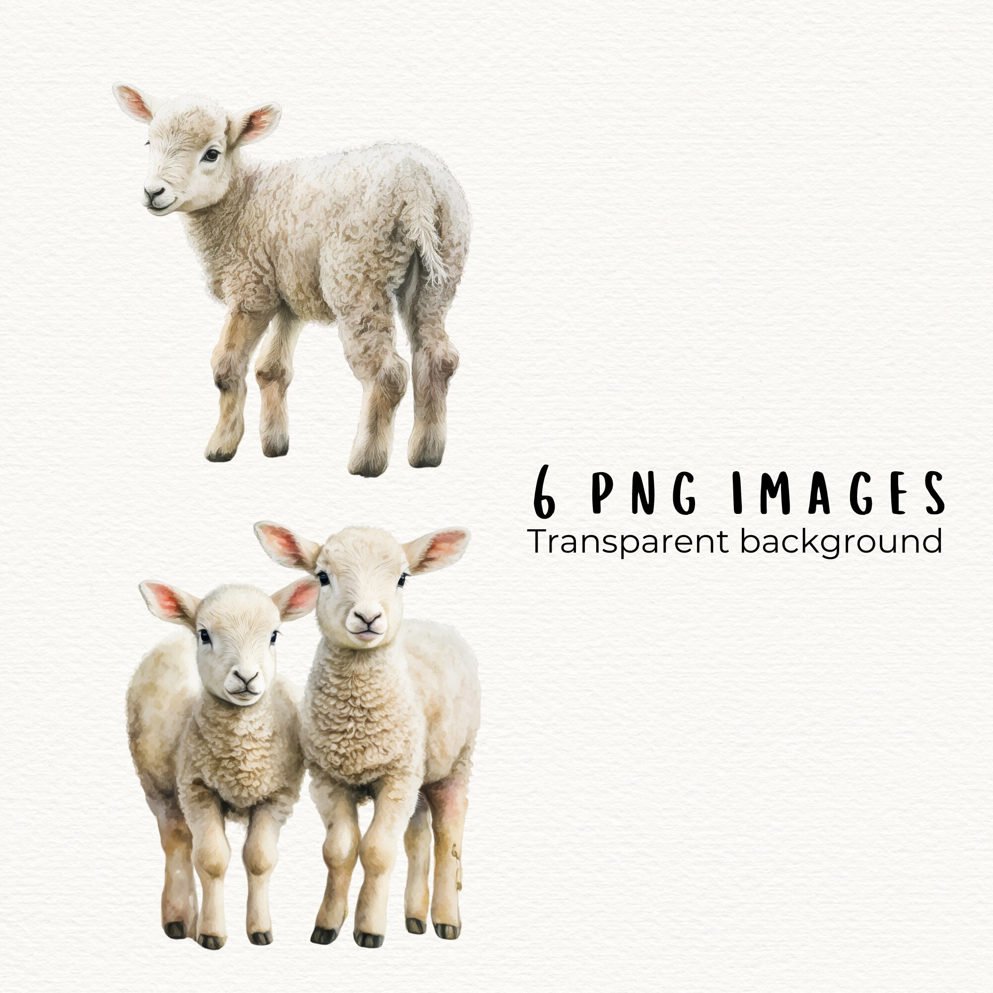 6 X Lamb Illustration Spring Lambs Clipart Watercolour Art 300 DPI Pngs ...