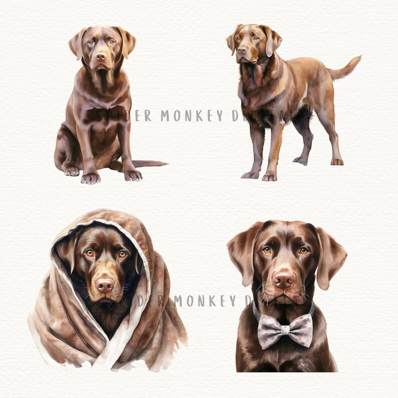 Chocolate Labrador Watercolor Clipart Bundle Chocolate Lab Illustration ...
