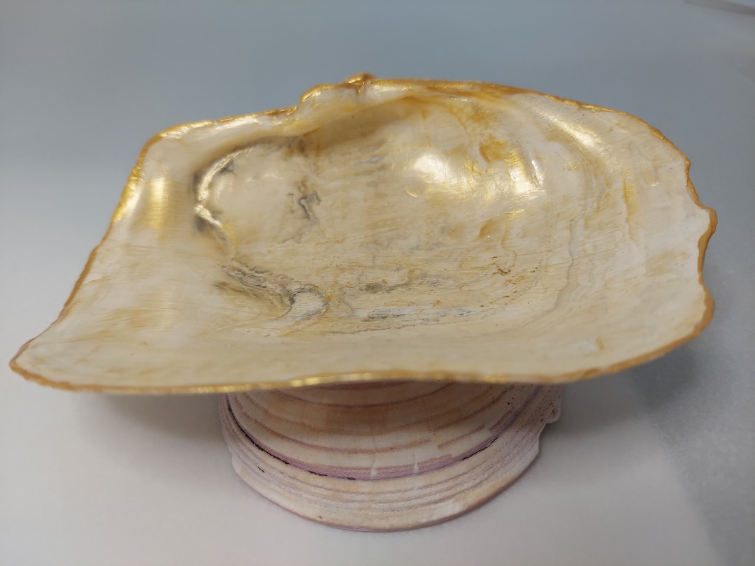 Seashell Tray With Base - Etsy