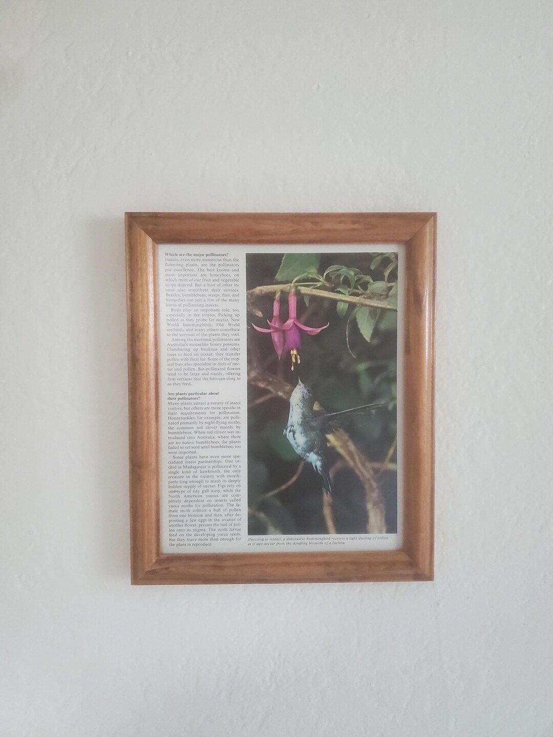 Pollination- Nature Art - Etsy