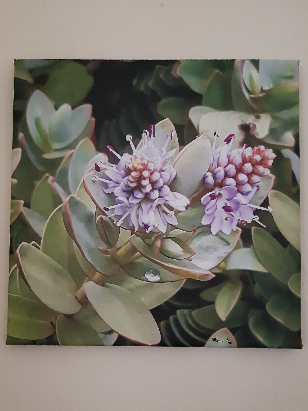 Morning Dew on Hebe 'red-edge' on Canvas Free P&P - Etsy