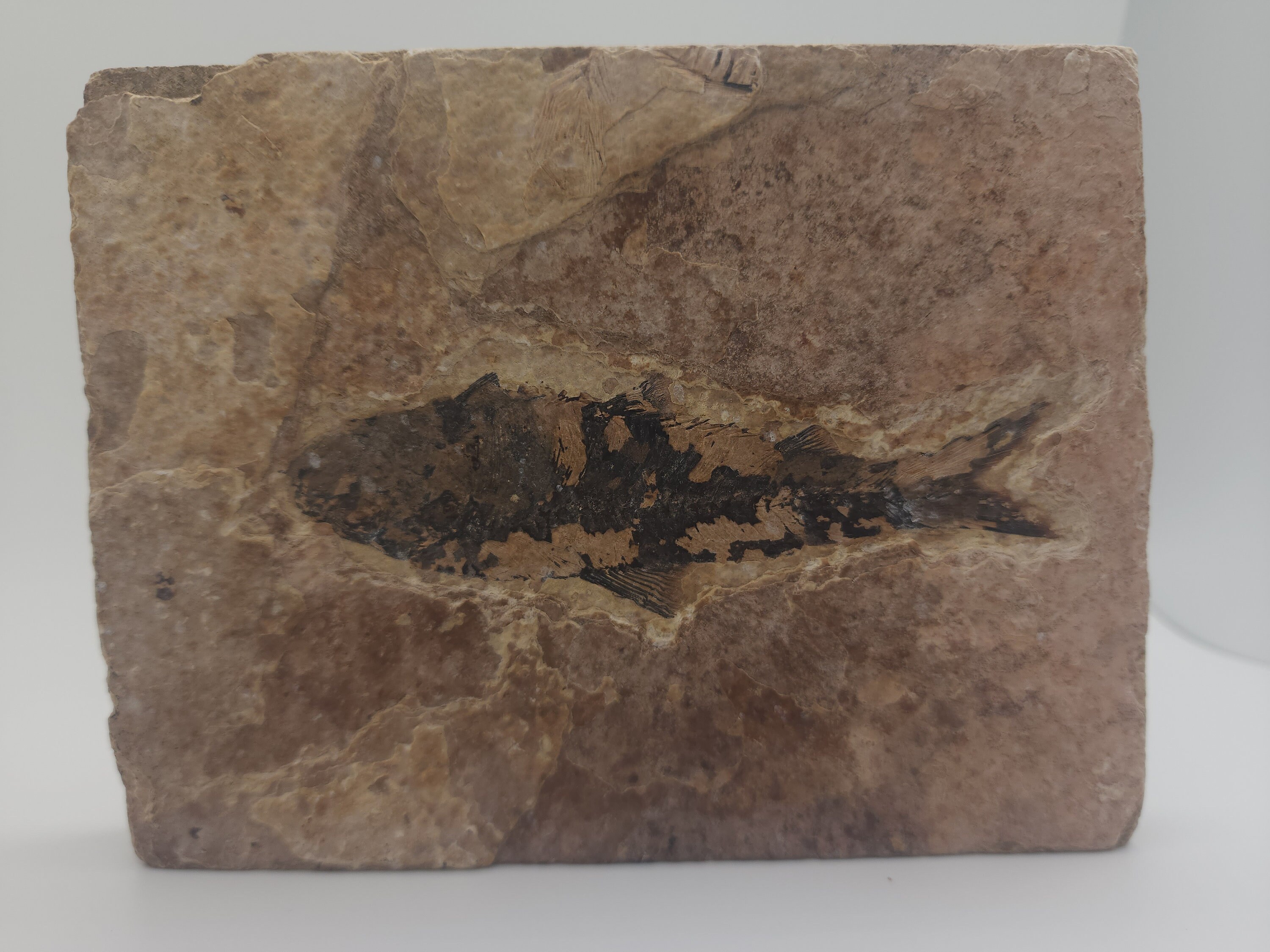 Wyoming Fish Fossil With Scales Intact - Etsy
