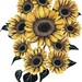 Sunflower SVG DIGITAL Files Bundle - Etsy