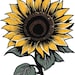 Sunflower SVG DIGITAL Files Bundle - Etsy