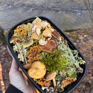 Handpicked Forest Mystery Box - Natural Elements & Wilderness Decor ...