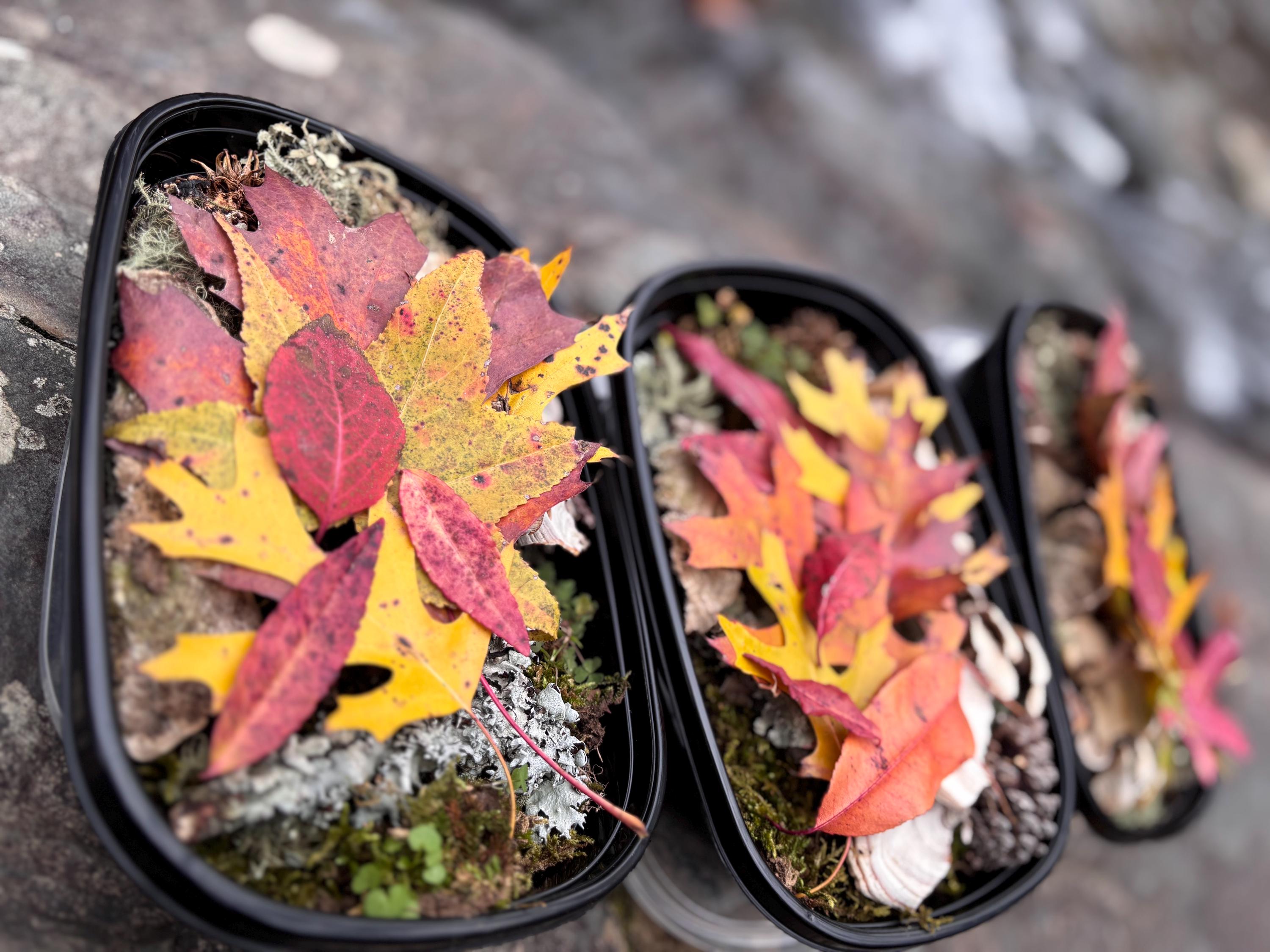 Handpicked Forest Mystery Box - Natural Elements & Wilderness Decor ...