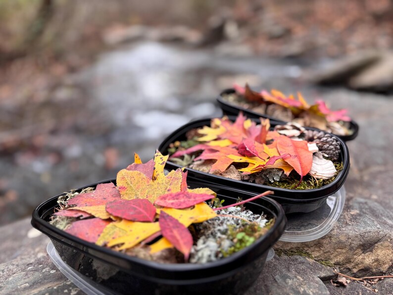 Handpicked Forest Mystery Box Natural Elements & Wilderness Decor ...