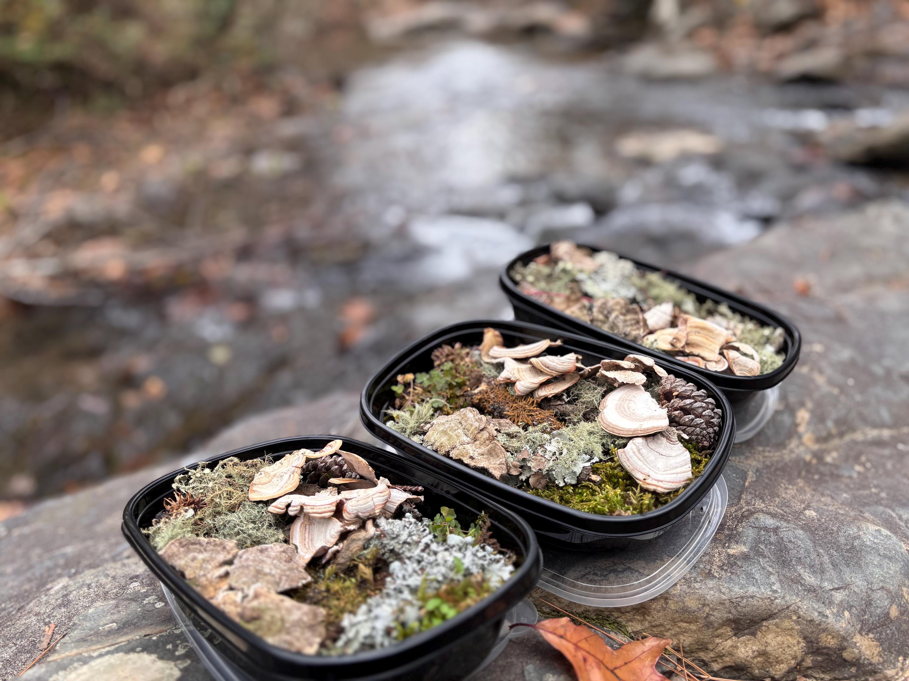 Handpicked Forest Mystery Box - Natural Elements & Wilderness Decor ...