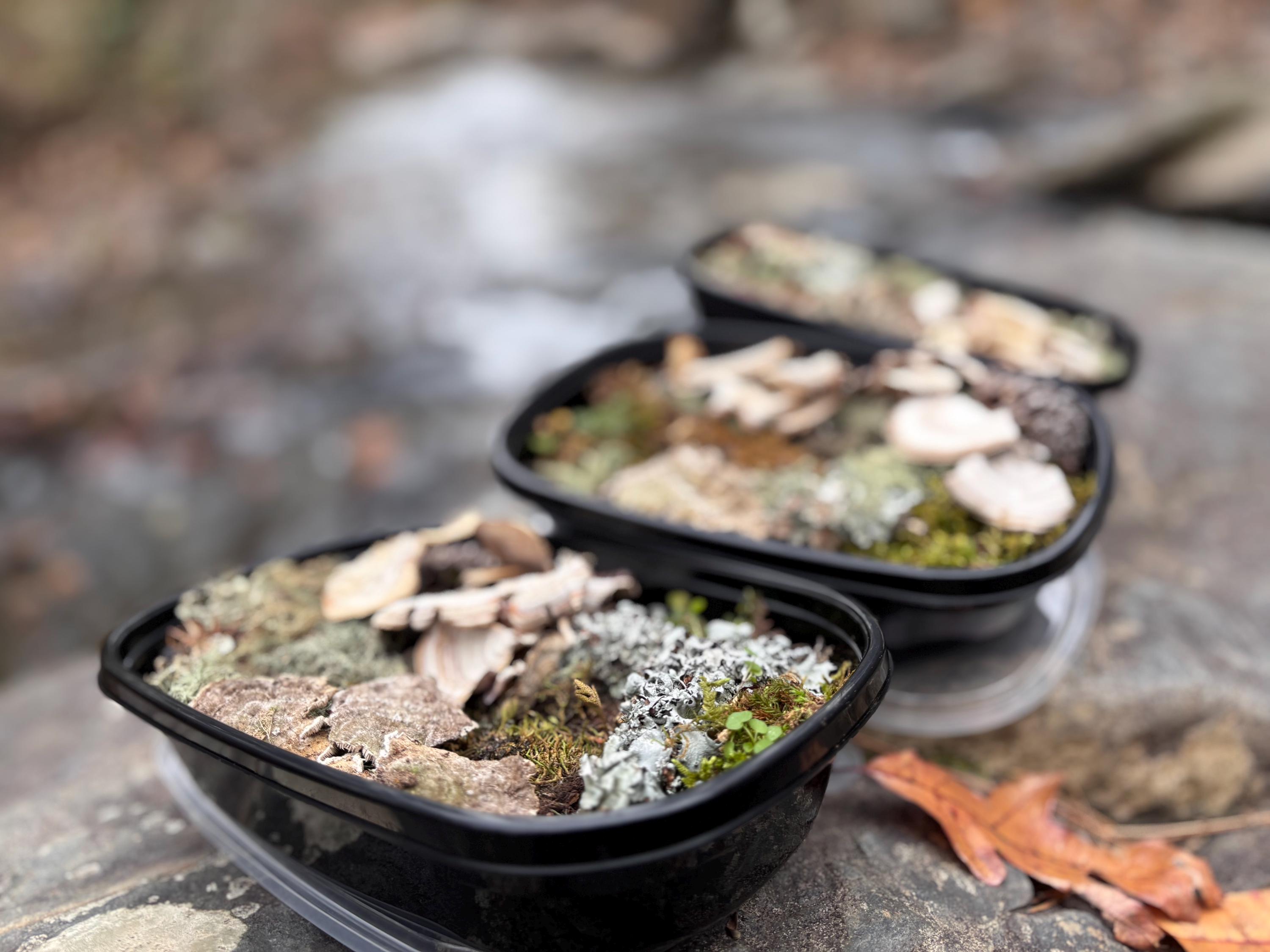 Handpicked Forest Mystery Box - Natural Elements & Wilderness Decor ...