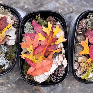 Handpicked Forest Mystery Box - Natural Elements & Wilderness Decor ...