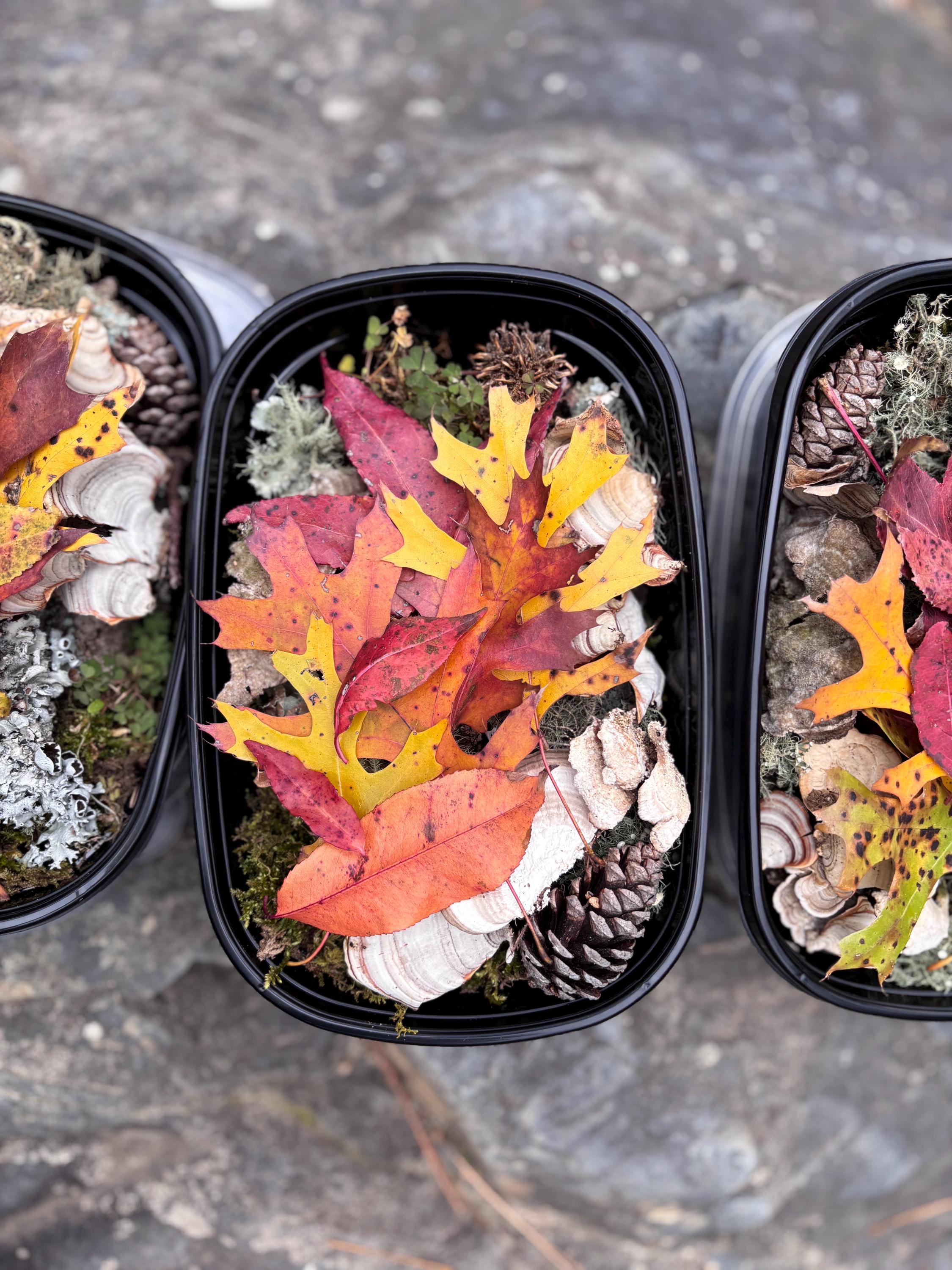 Handpicked Forest Mystery Box - Natural Elements & Wilderness Decor ...