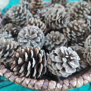 East Tx Pinecones - Etsy